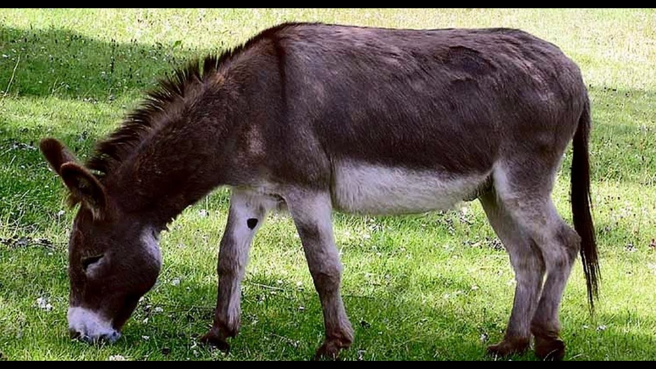 "The Donkey," by G.K. Chesterton - YouTube