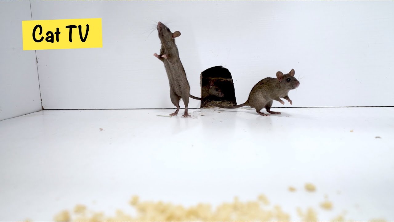 Cat TV 🐭 Mice in The Jerry Mouse Hole 🐀 Mice Videos for Cats to Binge ...