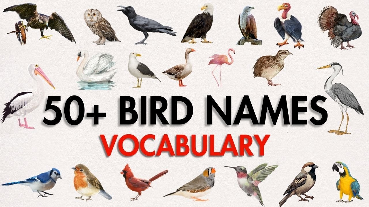 Feathered Vocabulary Exploring 50+ Unique Bird Names! 🦚📚 #viral # ...
