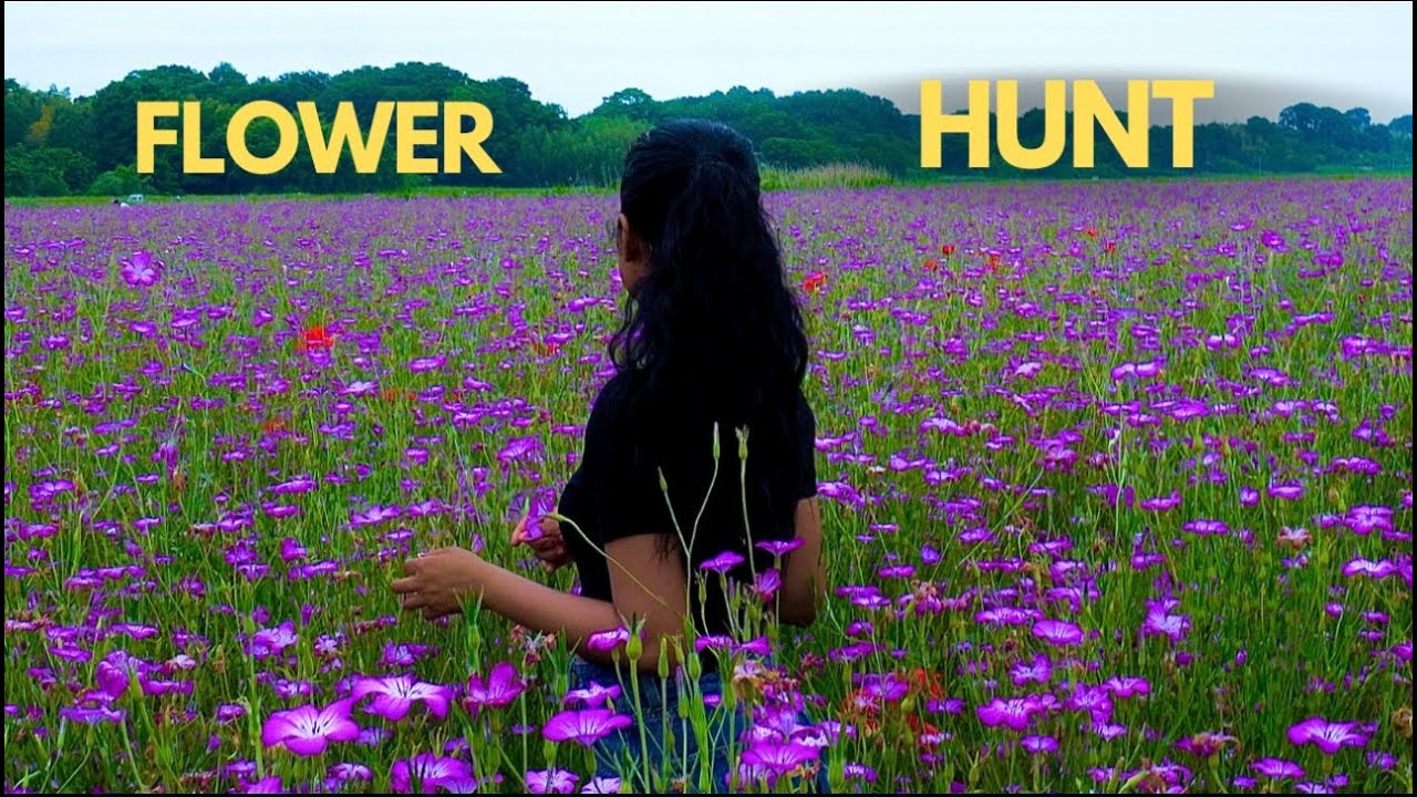 Spring Flower Hunting In Rural Japan | Japan's Largest Poppy Field ...
