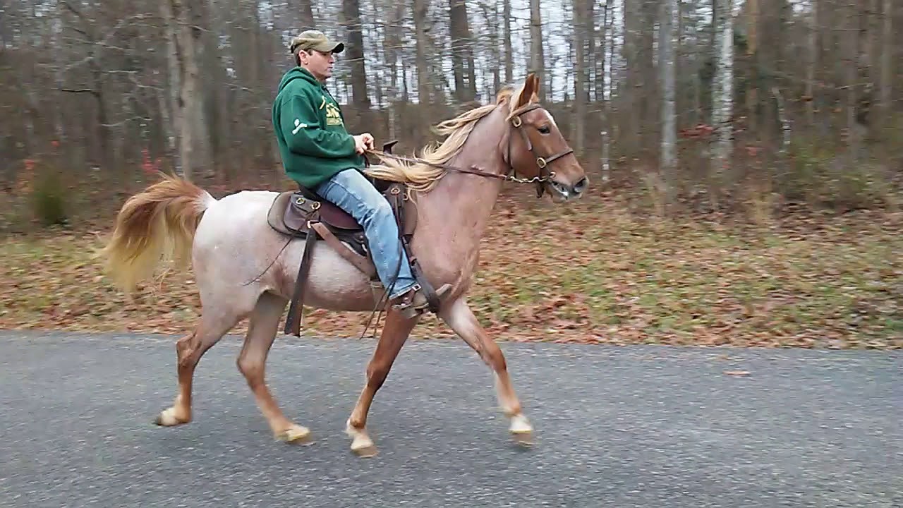 Rose Colored Ritz at Saddlebrook Stables - YouTube