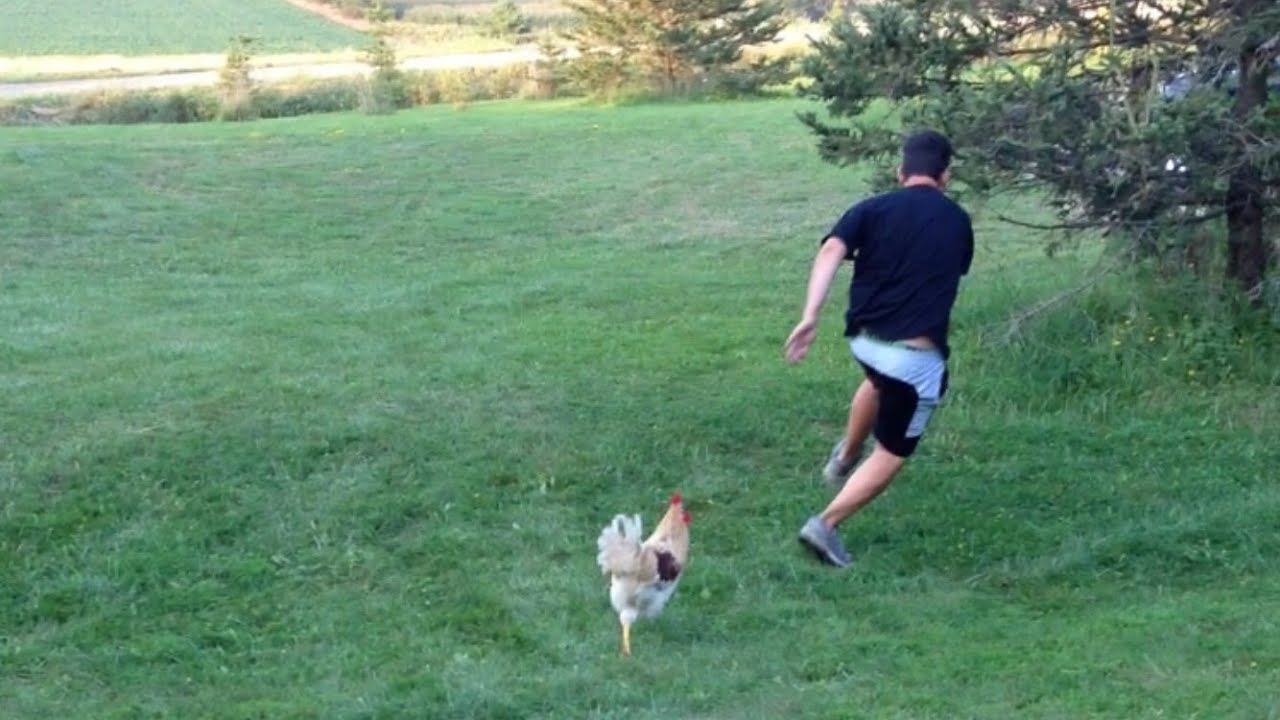 Epic FAIL Angry Rooster Chase Goes For The ATTACK. - YouTube