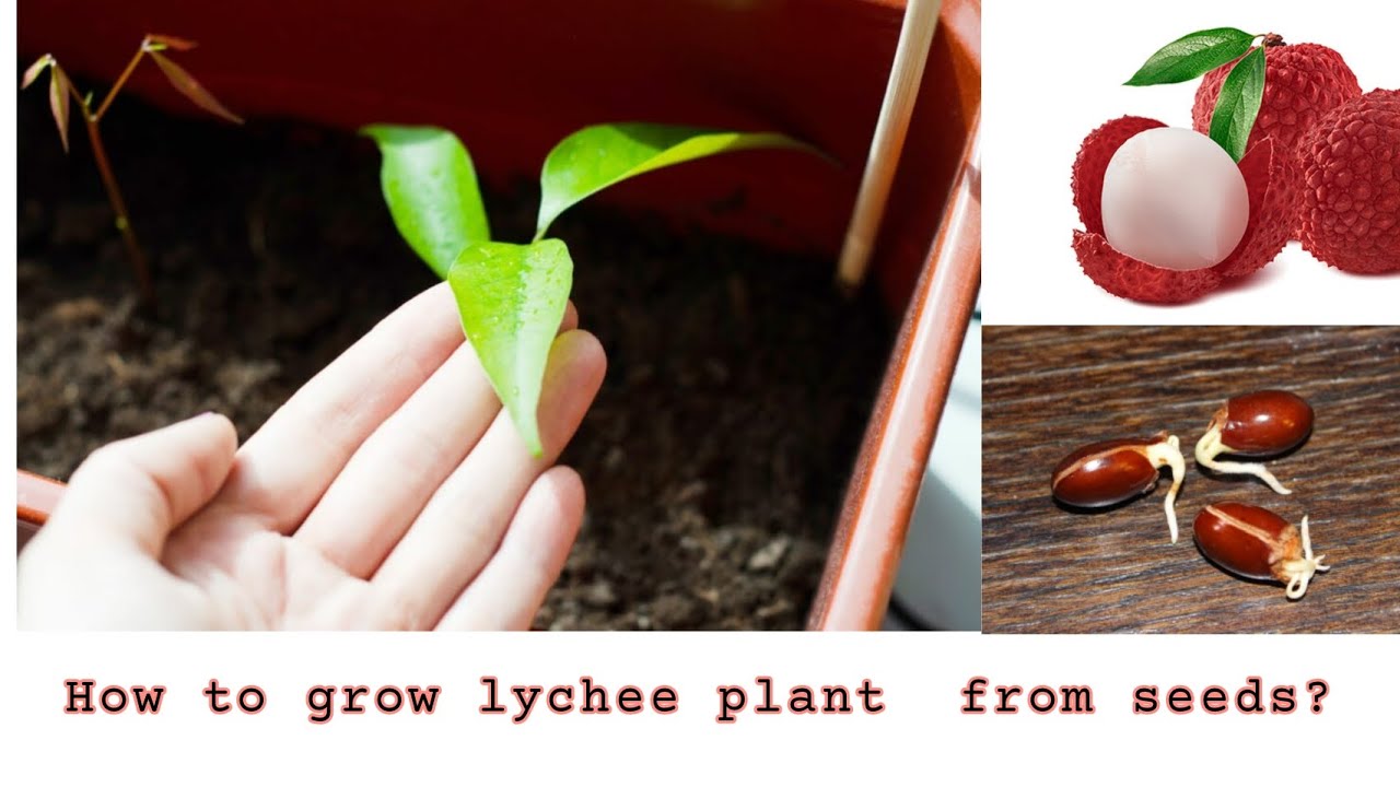How to grow lychee from seeds ? | litchi plant | watch me grow | Part 1 ...