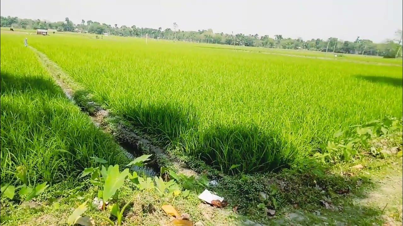 Beautiful Village In West Bengal | Dhan Kheti In West Bengal - YouTube