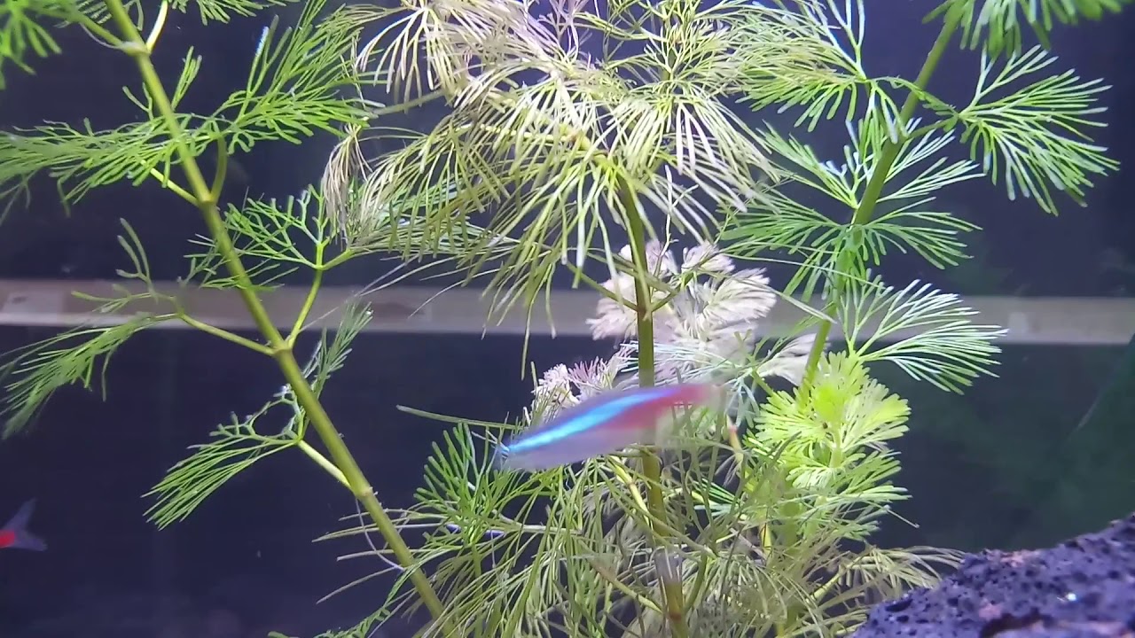 My First Neon Tetra and Zebra Danios Aquarium - YouTube