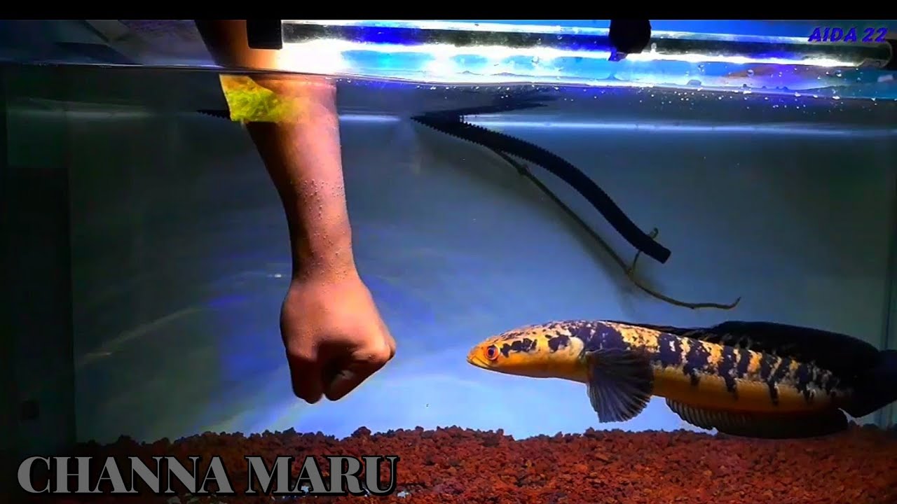 CHANNA MARU YELLOW SENTARUM size 40cm _Mental preman - YouTube