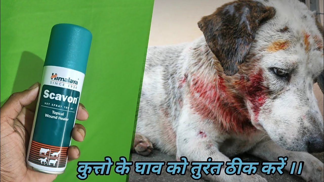 scavon spray use || wound healer for dogs || Himalayan scavon wound ...