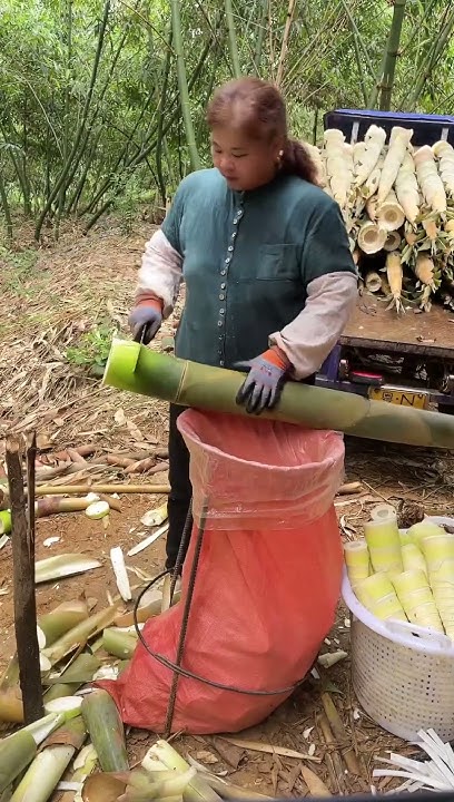 Easy Bamboo Shoots Picking: Fresh, Crispy, and Full of Flavor in Every Dish輕鬆採摘竹筍：每一道菜都鮮嫩香脆，美味滿分 ...