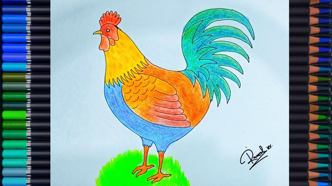 Cock drawing for beginners | How to draw a cock | Hen drawing for ...