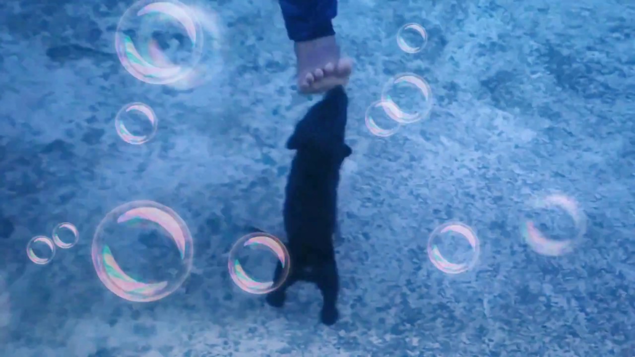 Desi+lab mix puppy playing - YouTube