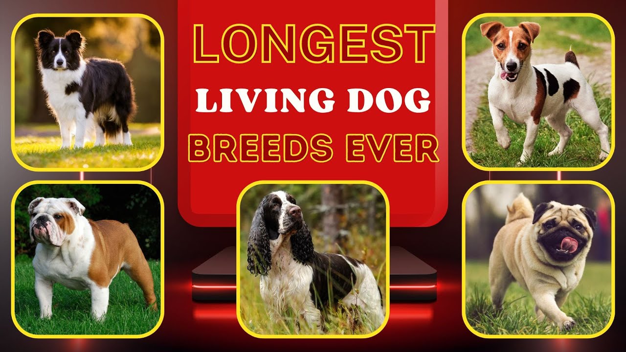 5 Longest Living Dog Breeds Ever - YouTube
