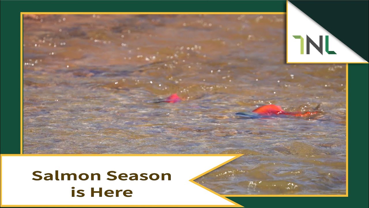 Salmon spawning season at UAA - YouTube