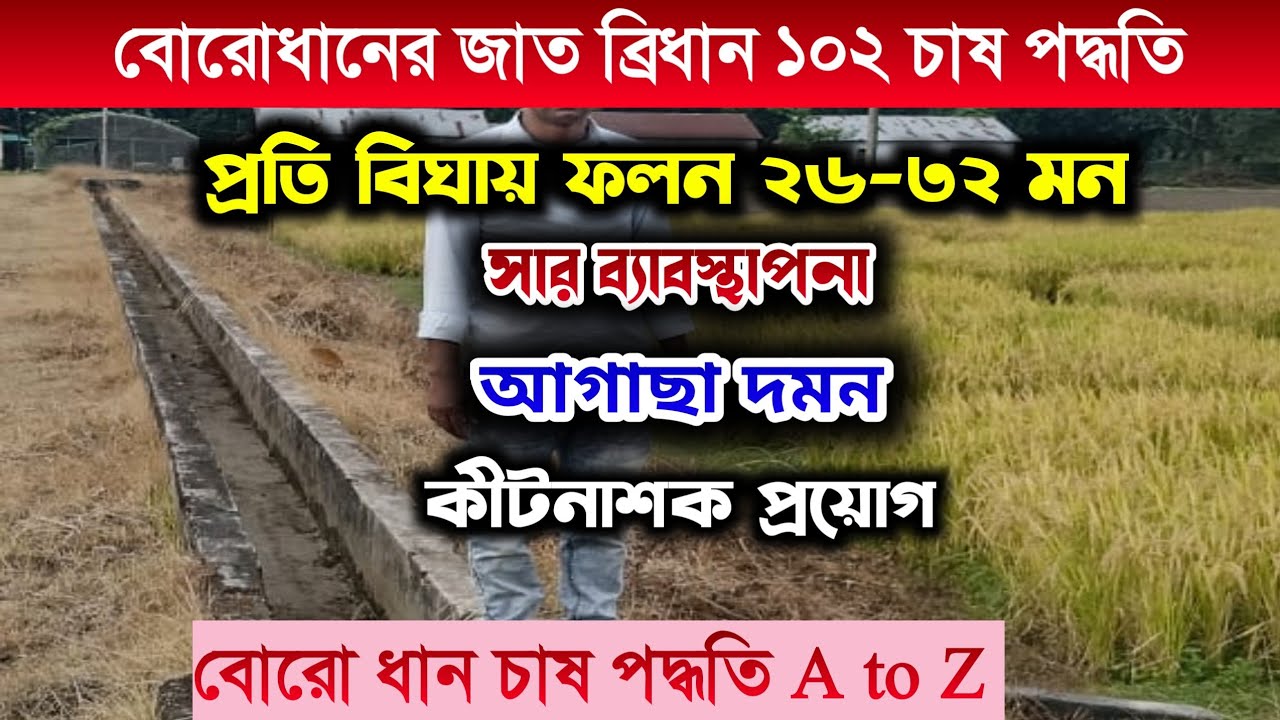 বোরো ধানের জাত ব্রিধান ১০২ চাষ পদ্ধতি!! Boro dhan chas poddoti!! ধানচাষ ...