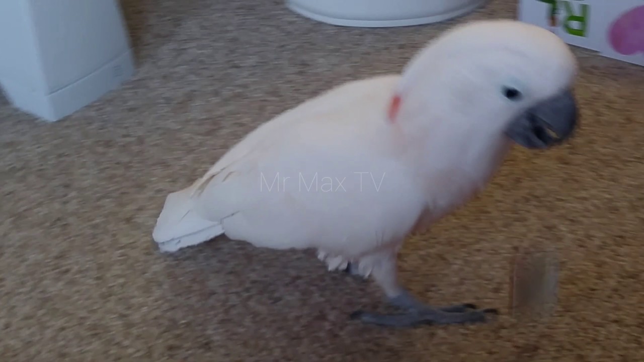 Bird Lips On The Heater !! - YouTube