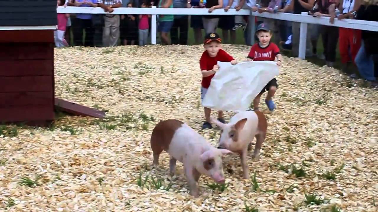 Pig Scramble at the Dundas Plowing Match - YouTube