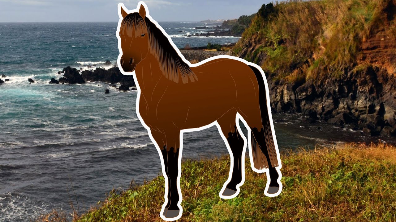 Races de chevaux - L'Açores, un cheval miniature vivant à l'état semi ...