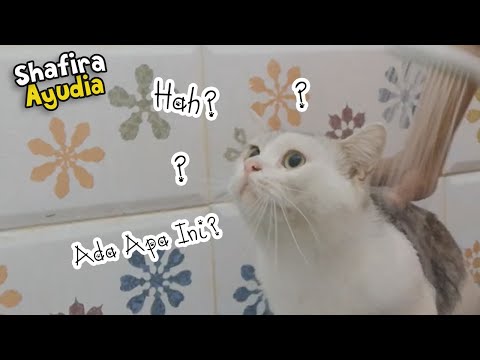 Oreo,Si Kucing Polos yang Nurut Banget sama Mama - Shafira Ayudia