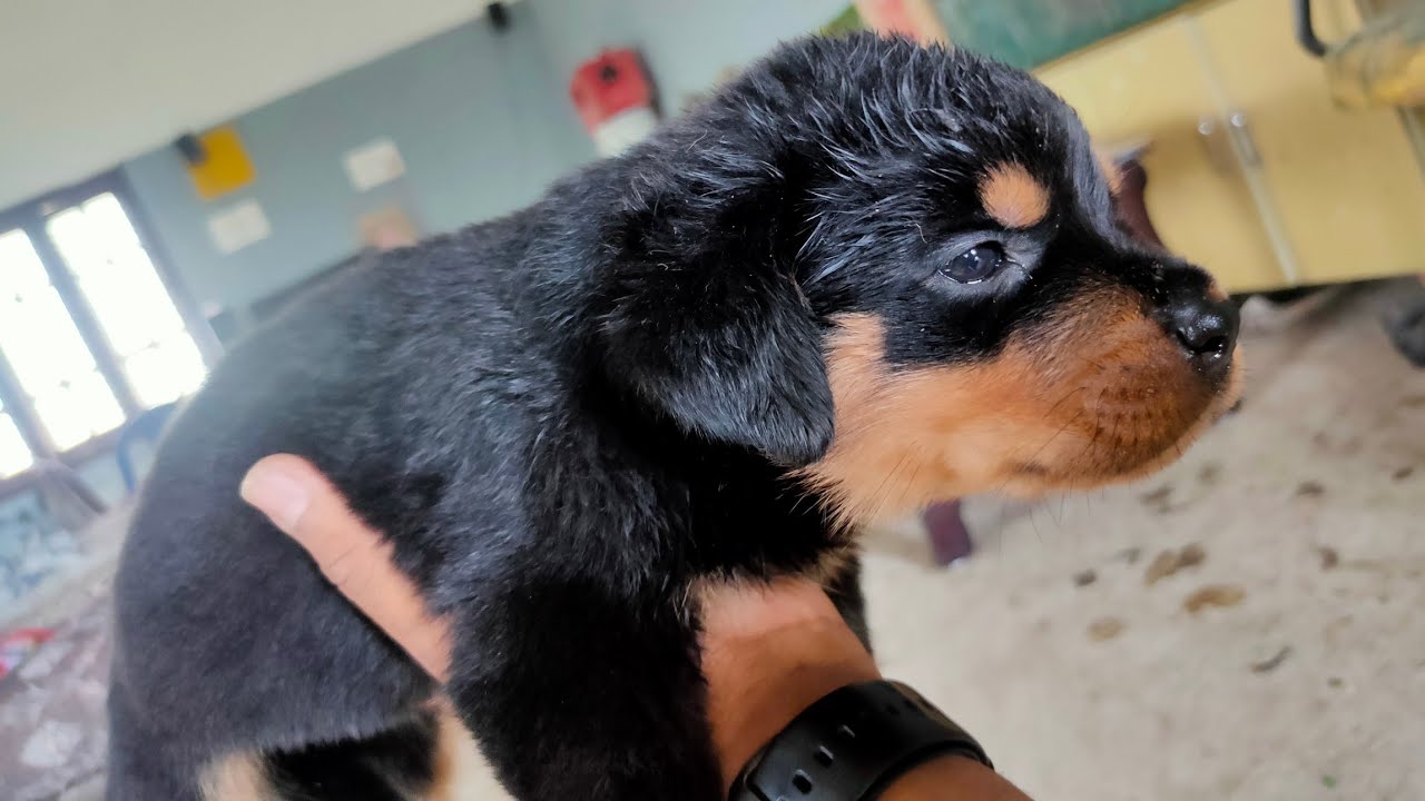 one month old rottweiler puppies 🐕🐕😍 - YouTube