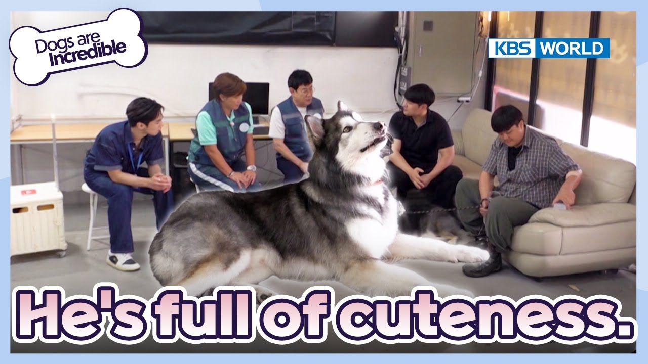 He's full of cuteness😍 [Dogs Are Incredible : EP.224-3] | KBS WORLD TV ...