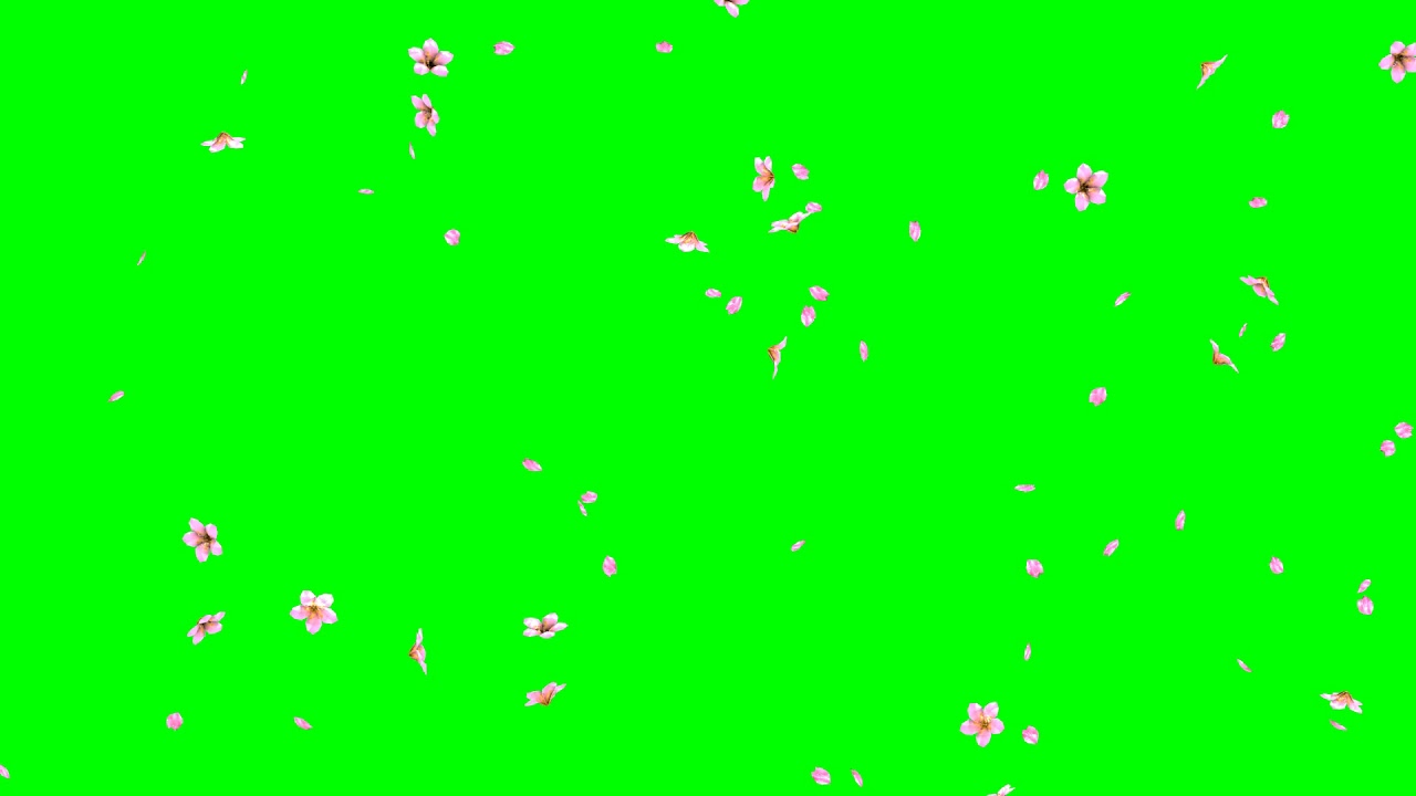 Falling Cherry Blossom Petals No.6 with Flowers HD Animation - green ...