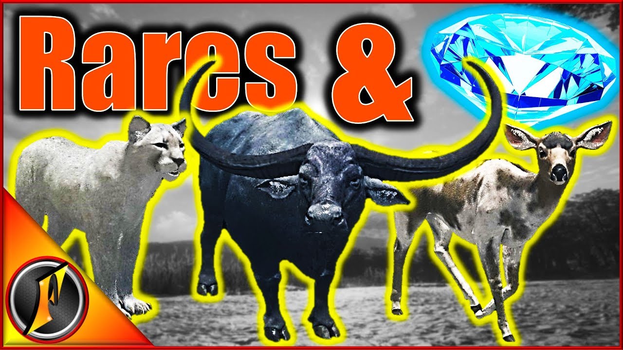 Diamonds & Rares of Parque Fernando! - YouTube