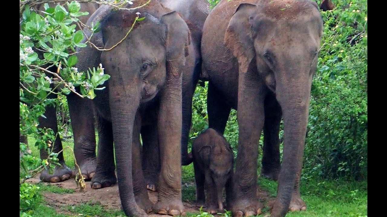 Elephant Trio at Udawalawe National Parks of Sri Lanka/තුන්පත් රෑන ...