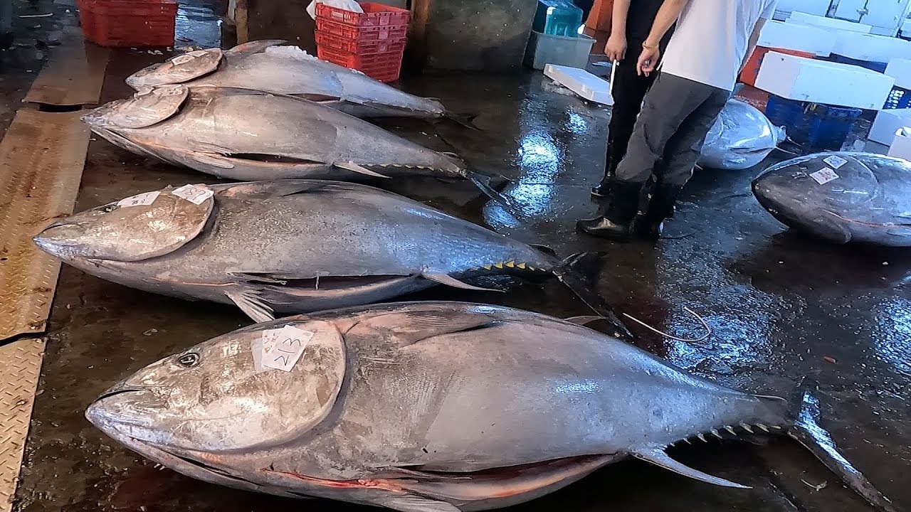 500 lb giant bluefin tuna cutting - the fastest tuna cutting skills ...