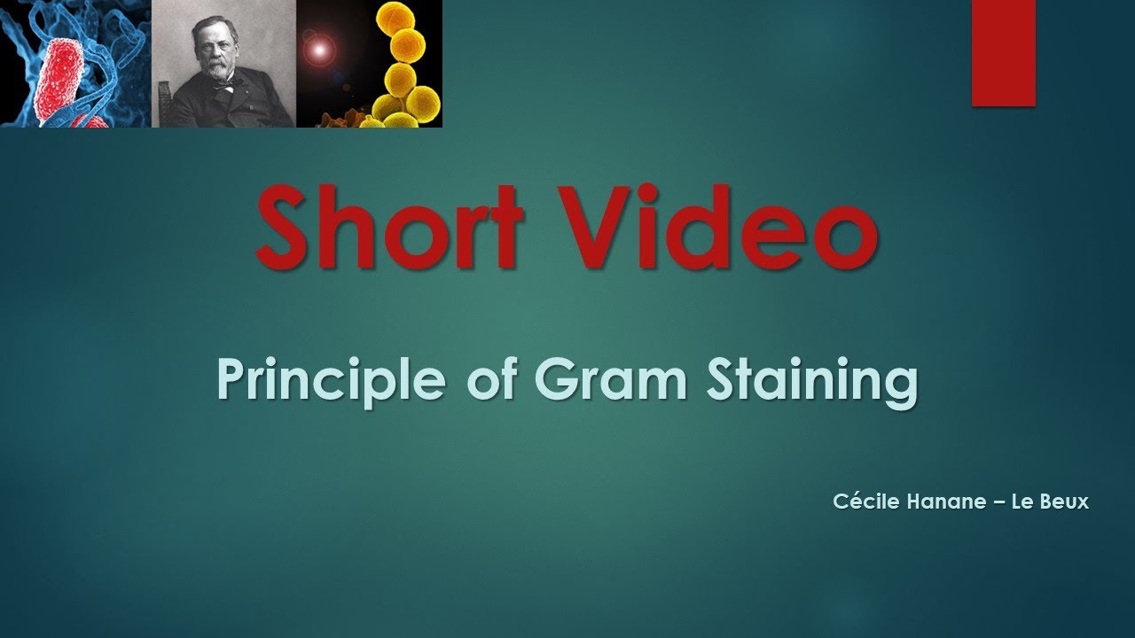 GRAM STAINING PRINCIPLE - YouTube