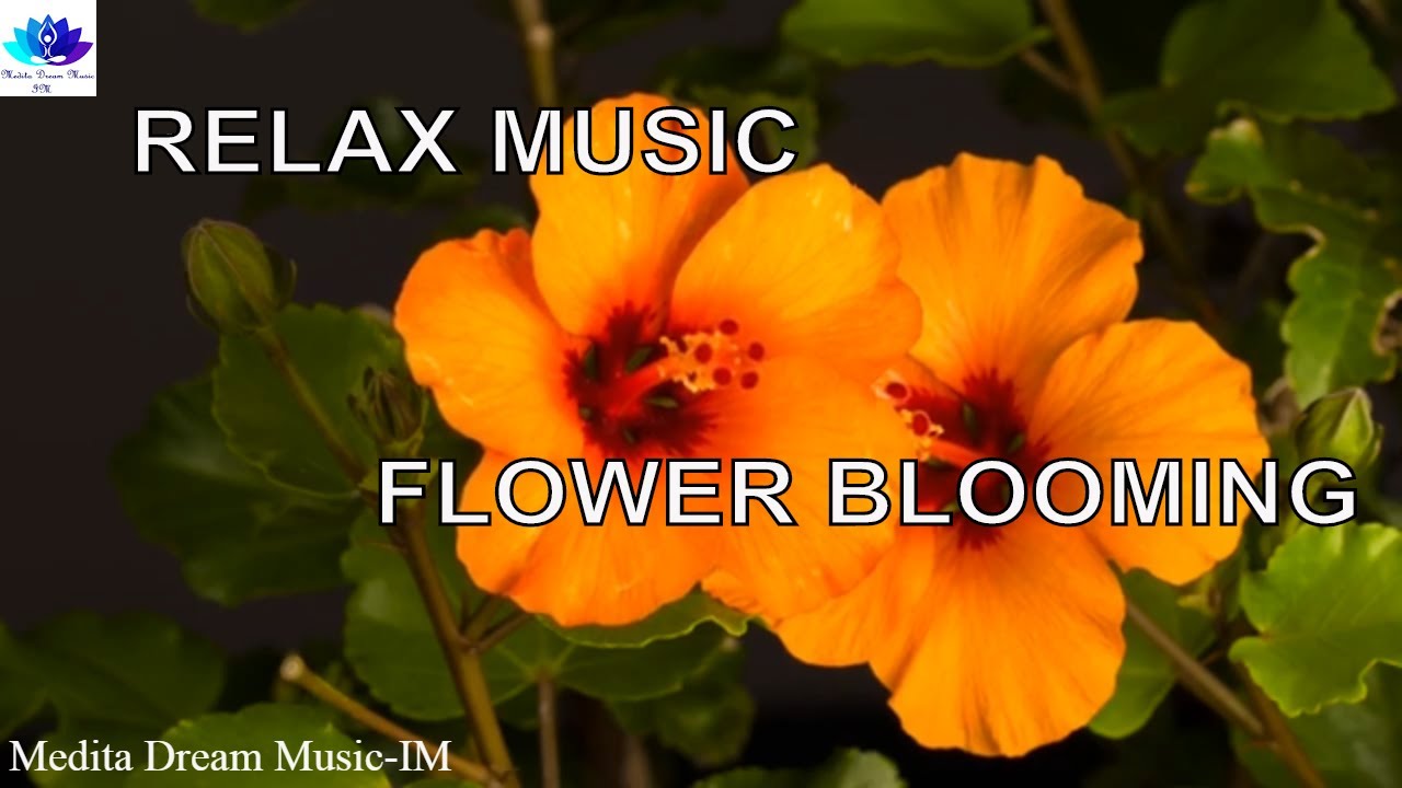 Relax Music Flower Blooming, Beautiful Relaxing Music for Stress Relief ...