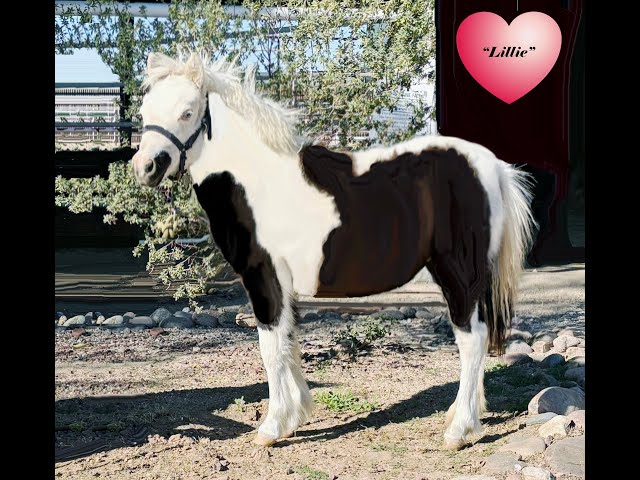 Bay Tobiano Mini Horse