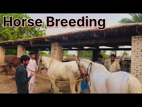 Stud Services | Equine Energy | Ghodi ko kaisey cross kervaien | Village Life Vibes