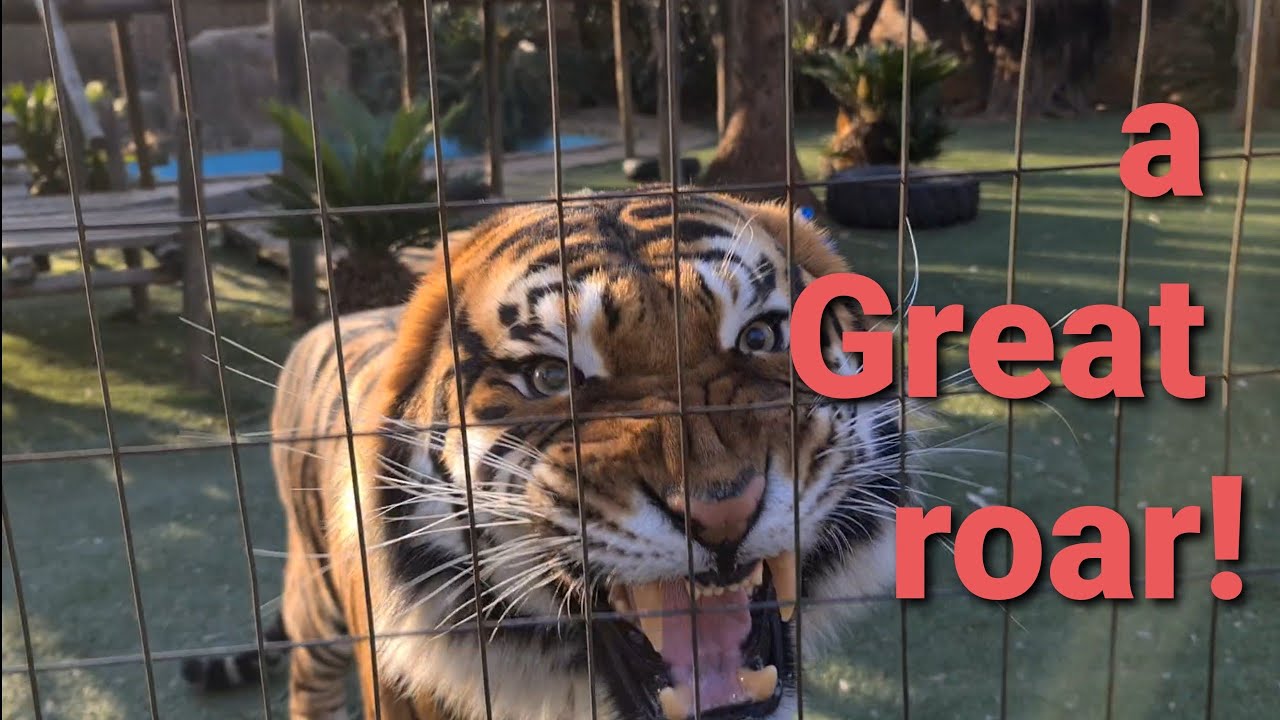 now that is a loud ROAR ! - YouTube