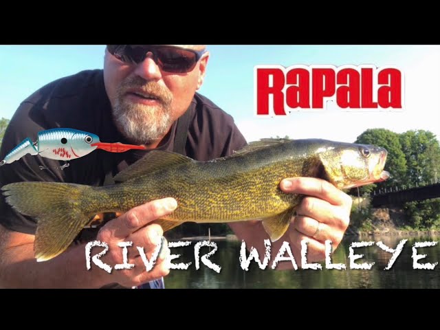 Delaware River Walleye Fishing The 16 Largest Fish Ever Caught In