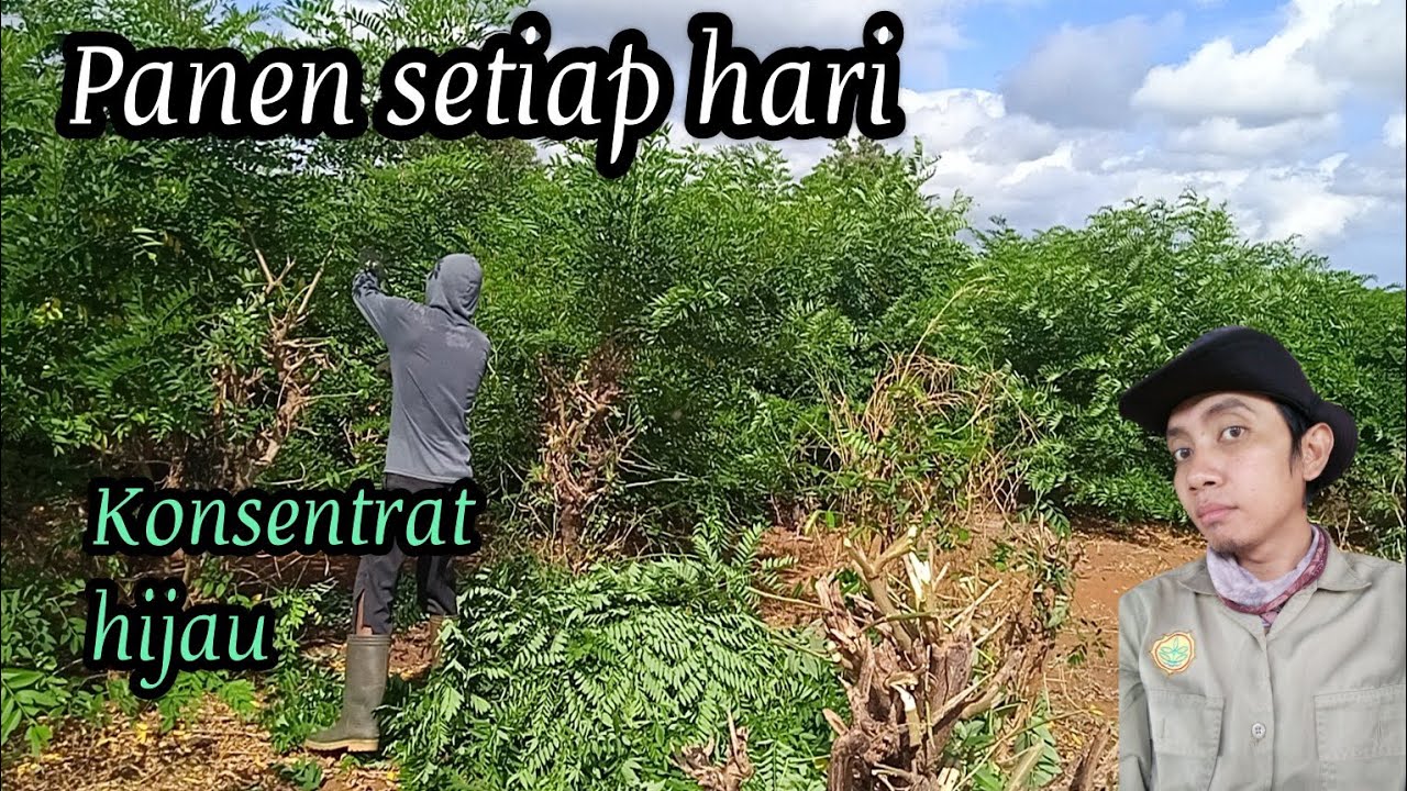 Semangat panen daun indigofera, Rambanan pakan kambing yang dikenal ...