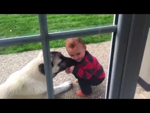 Kangal Köpeğiyle Çocuk OYNUYOR