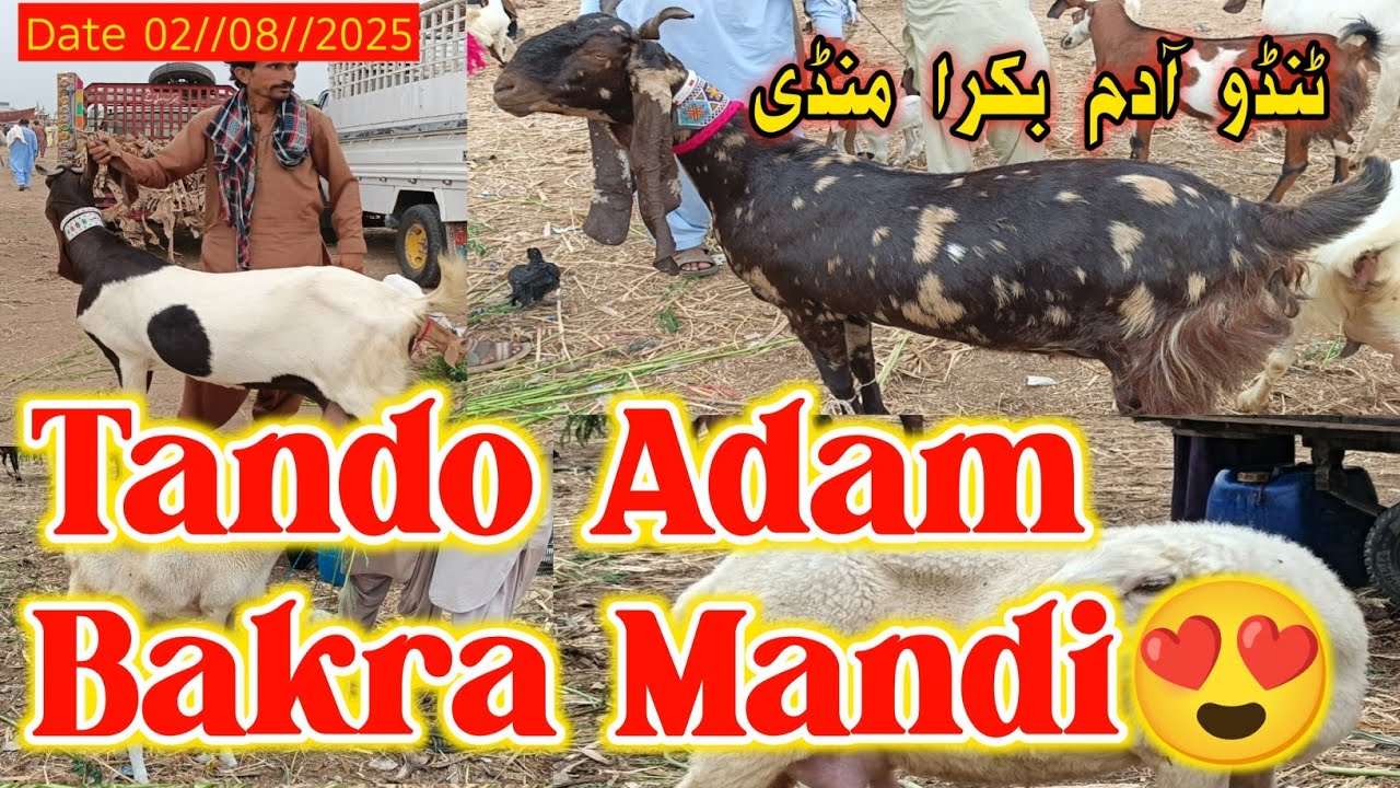 Bakra Mandi Tando Adam || mix breeds || 02//08//2025 Latest news - YouTube