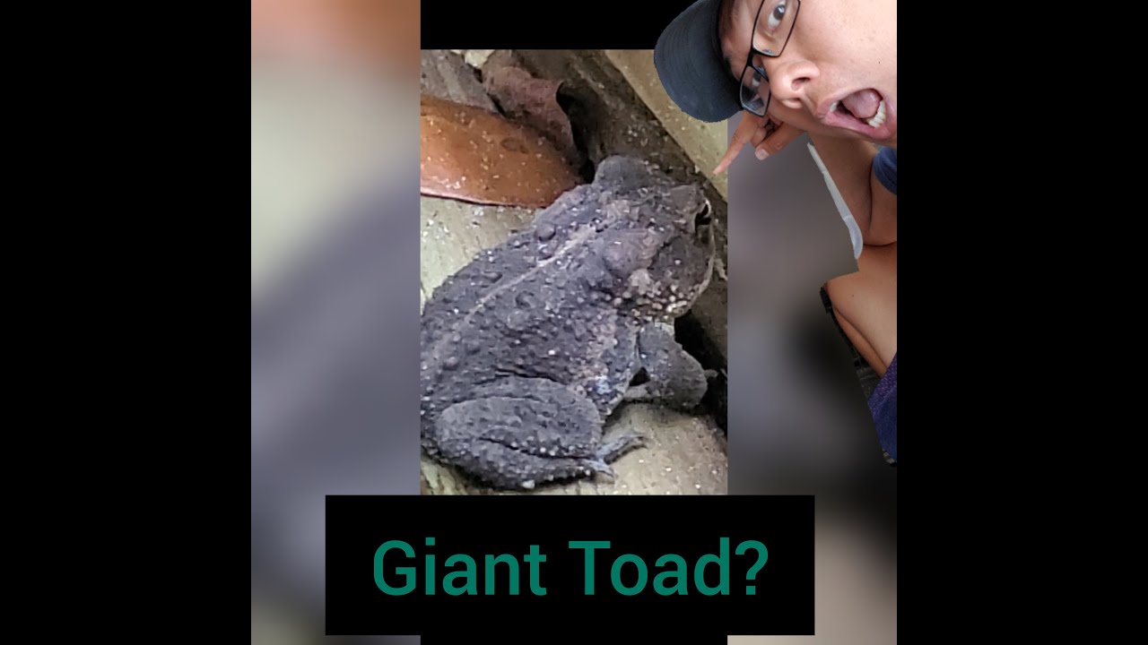 Life Cycle of a Frog - Cousin Toad - YouTube