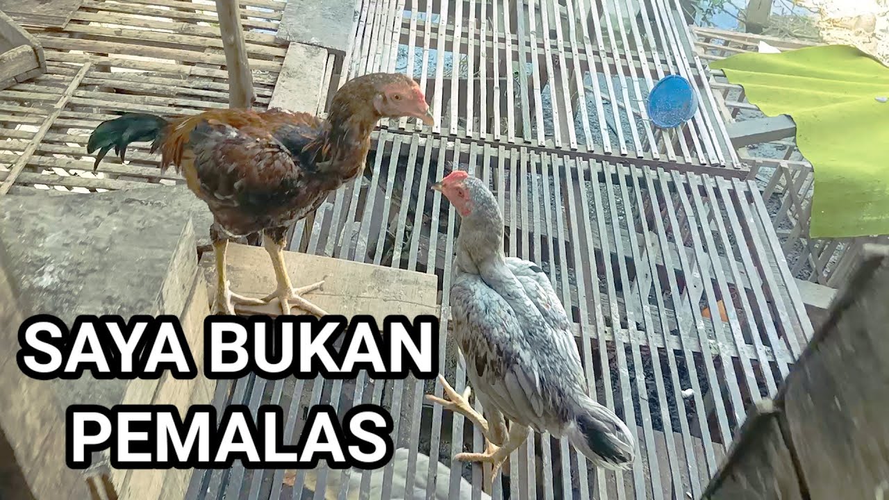 BUKAN FARM BESAR || TAPI KANDANG AYAM SEDERHANA, || PETERNAK KECIL ...