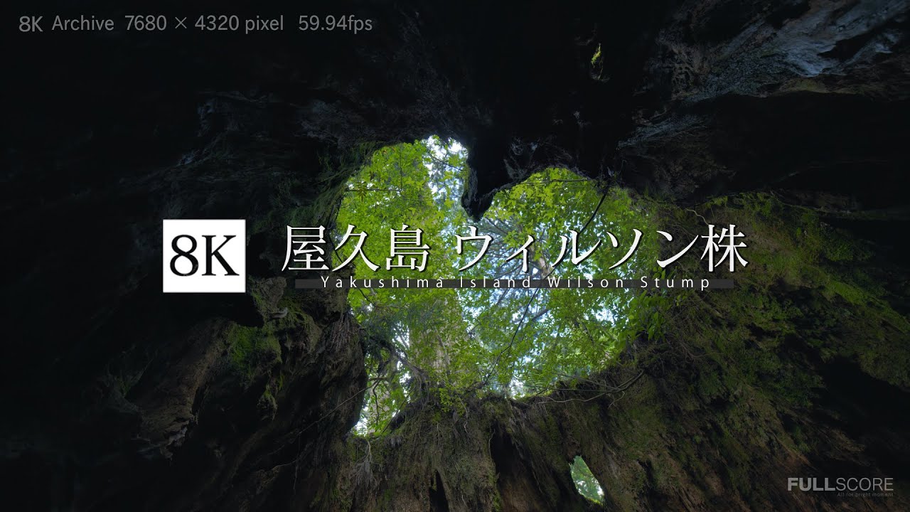 屋久島 ウィルソン株 [8K footage] Yakushima Island Wilson Stump - YouTube