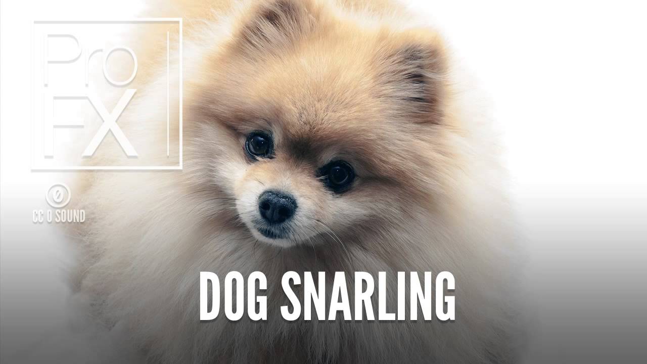 Dog Snarling | Animal sound effects | ProFX (Sound, Sound Effects, Free ...