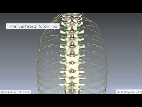 Spinal Cord External Anatomy 3D Anatomy Tutorial - YouTube