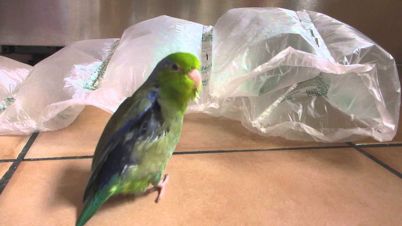My parrotlet loves his plastic bag/Mon toui céleste (perruche moineau ...