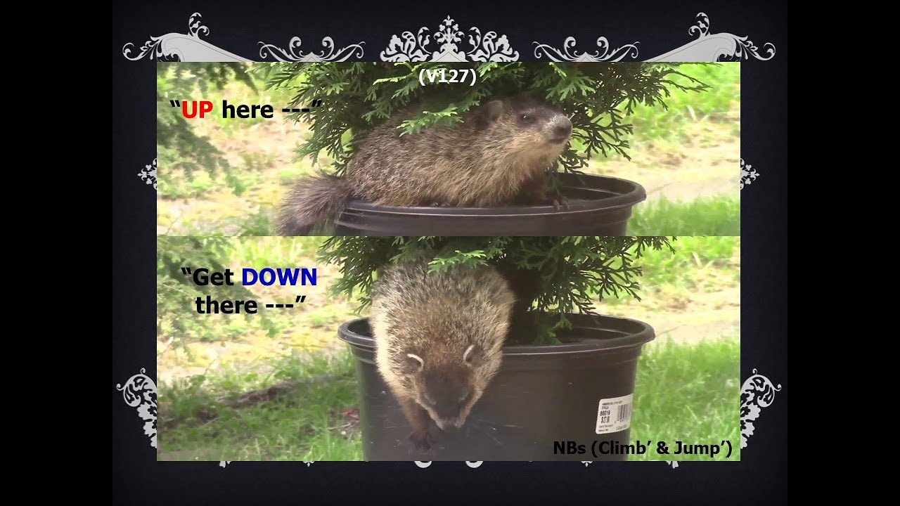 Baby woodchucks (groundhogs) are playing, climbing up and jumping off ...