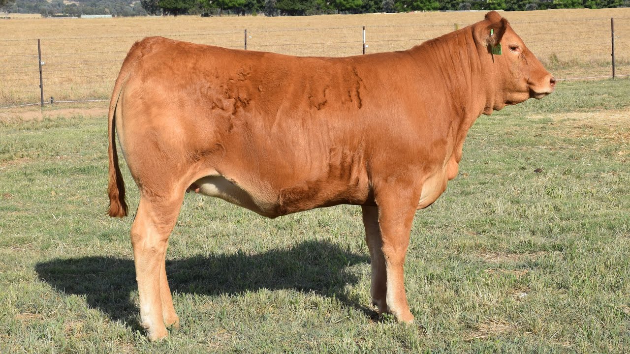 LOT 42 - JWMFS71 - CHATEAU SWEET GIRL S71 - YouTube