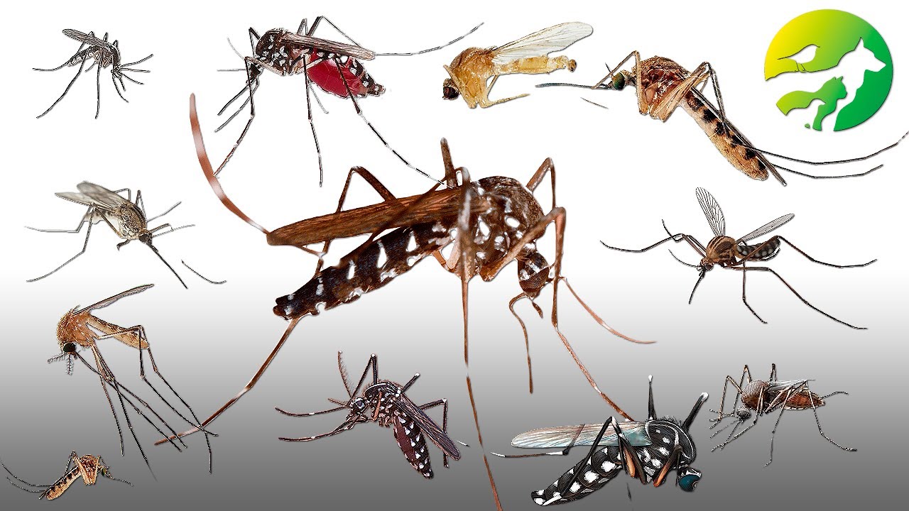 All About Mosquitoes Mosquito Characteristics! - YouTube