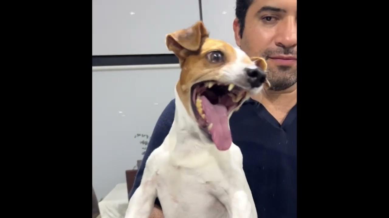 Perro Riéndose 😂 Meme - YouTube