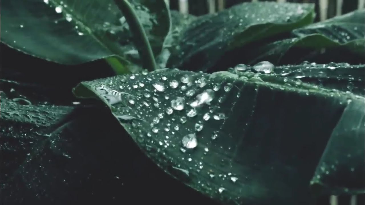 Rain relaxing, sleepy, stress releasing sounds with nature scenes - YouTube