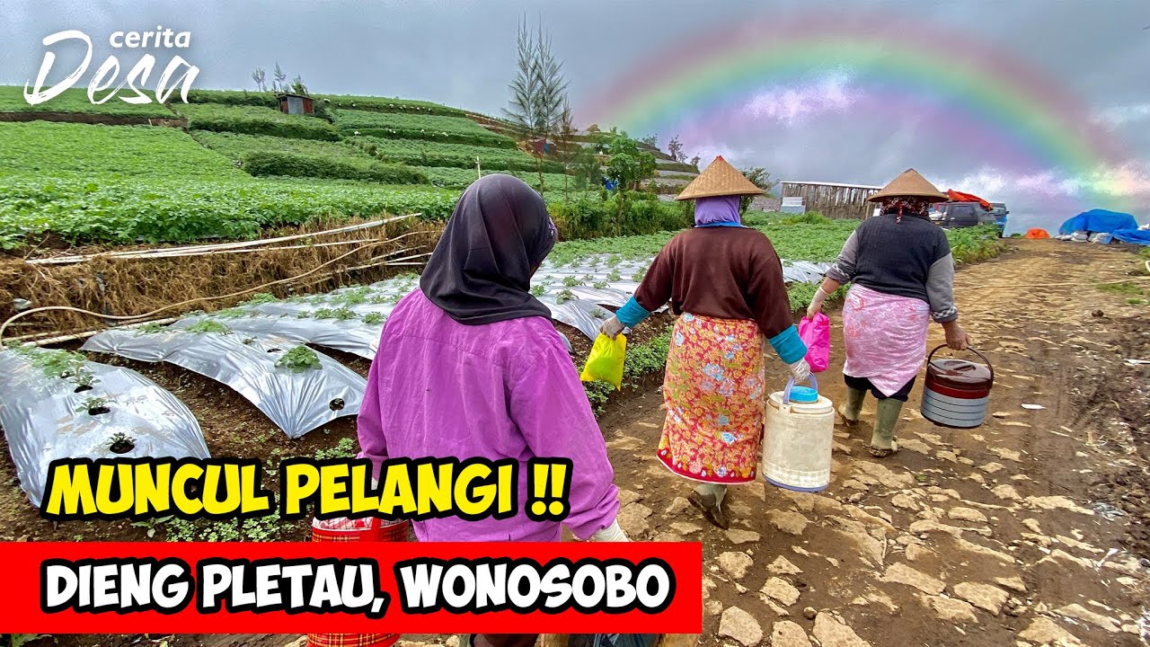 PELANGI DI DATARAN TINGGI DIENG !! Cerita Desa Dieng, Kejajar, Wonosobo ...