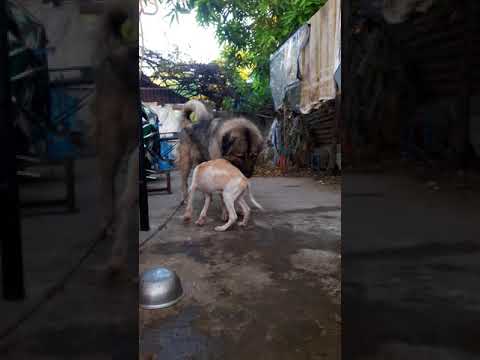 Caucasian Ovcharka playing(khauki and koko)