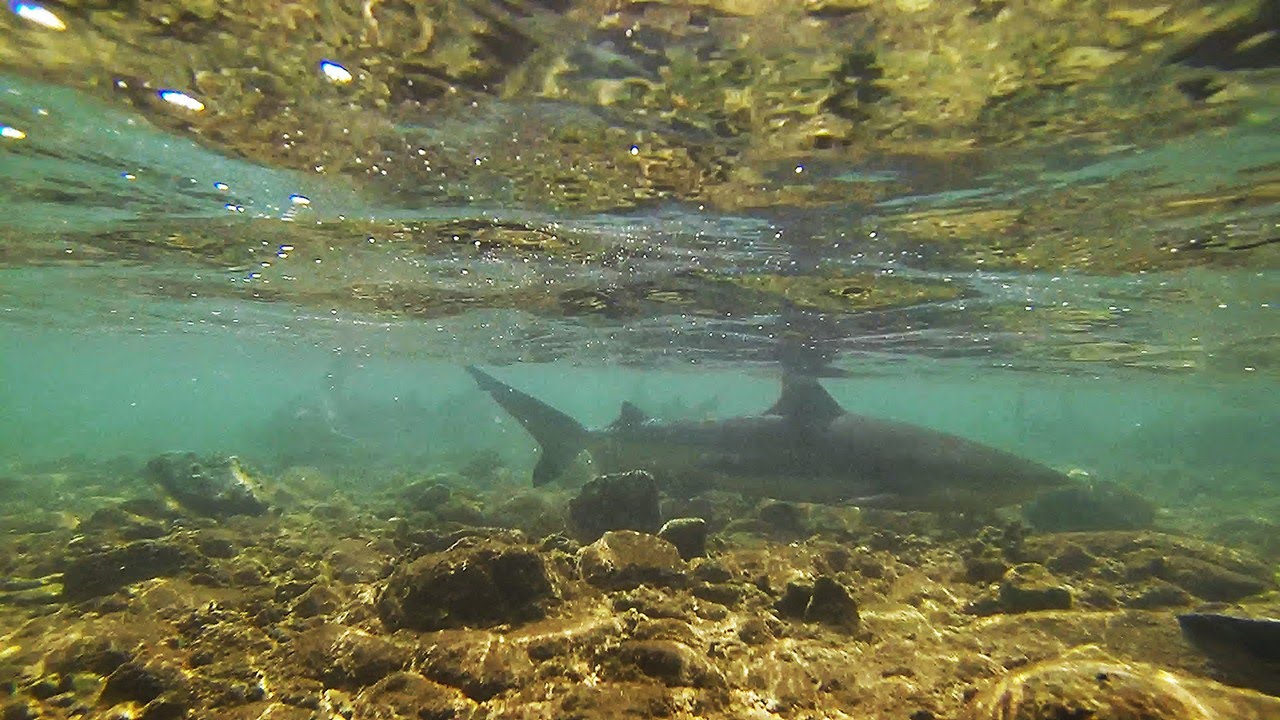 Sharks In 2 Feet of Water - YouTube